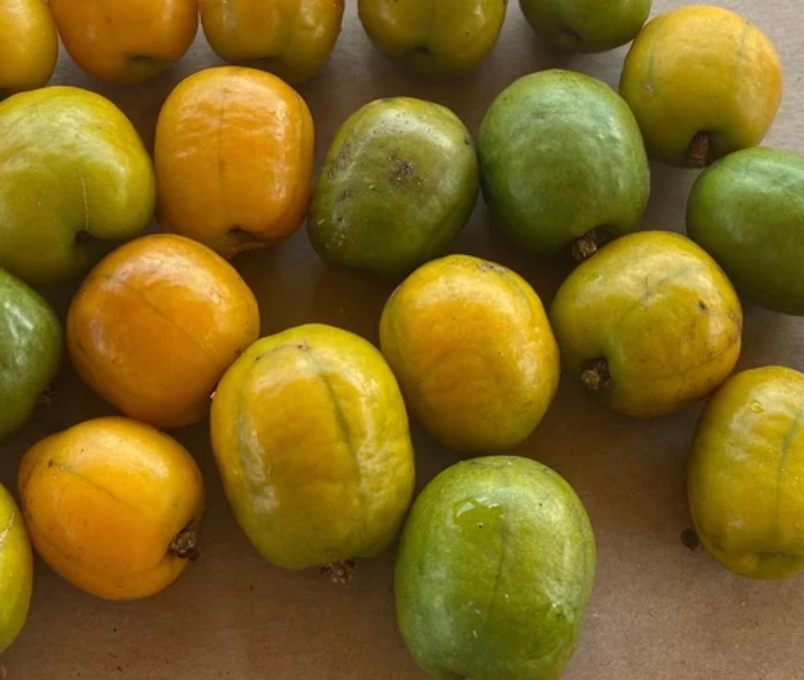 Hog Plum aka Cidruela aka Mombin aka Jocote 3 Gallons ( Large Cutting ...