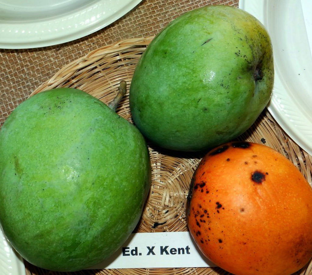Rare and Forgotten Mango Cultivars – Lara Farms Miami