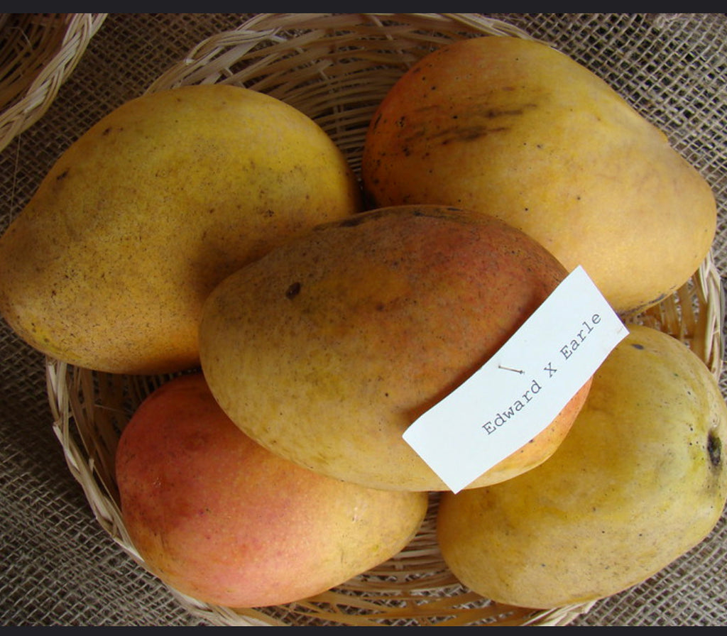 Mango Budwood Cultivars For Home Grafting – Lara Farms Miami