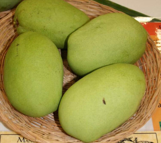 *Grafted MANGO TREE 1 GALLON (70+ VARIETIES WOW!) – Lara Farms Miami