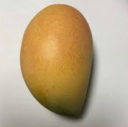 *Grafted Mango Tree 3 Gallons – Lara Farms Miami