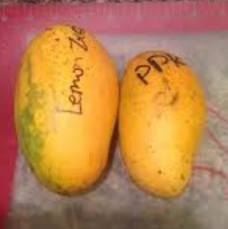 *Grafted MANGO TREE 1 GALLON (70+ VARIETIES WOW!) – Lara Farms Miami