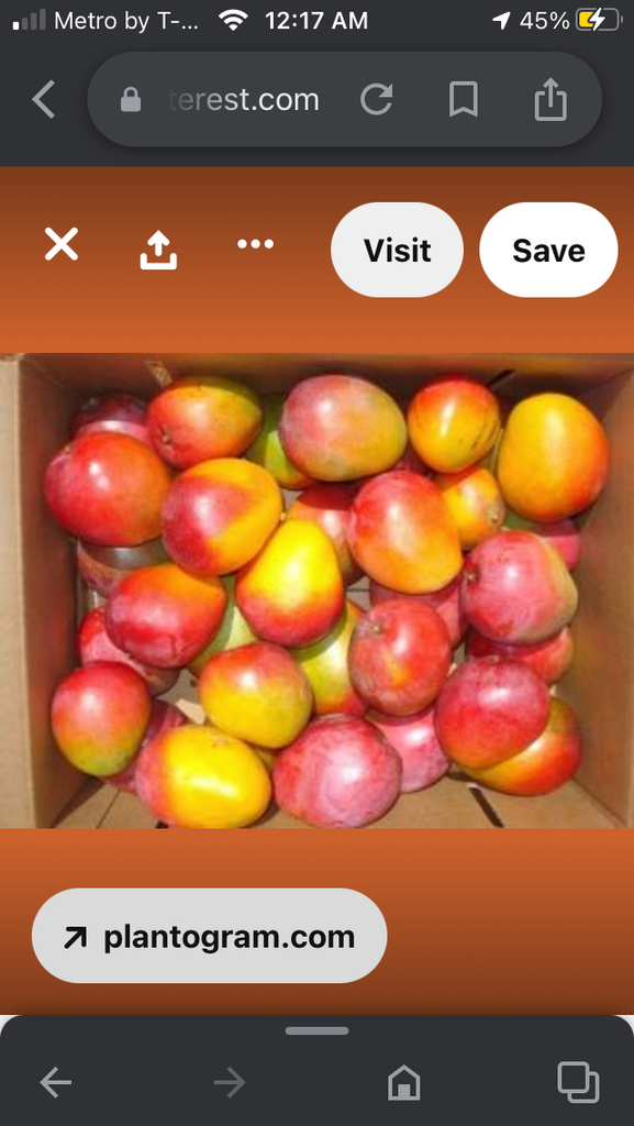 *Grafted MANGO TREE 1 GALLON (70+ VARIETIES WOW!) – Lara Farms Miami