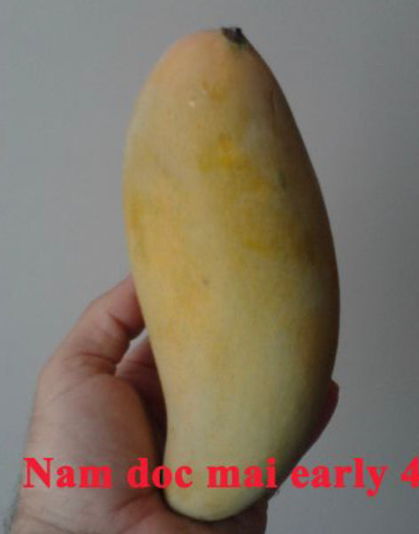 *Grafted MANGO TREE 1 GALLON (70+ VARIETIES WOW!) – Lara Farms Miami