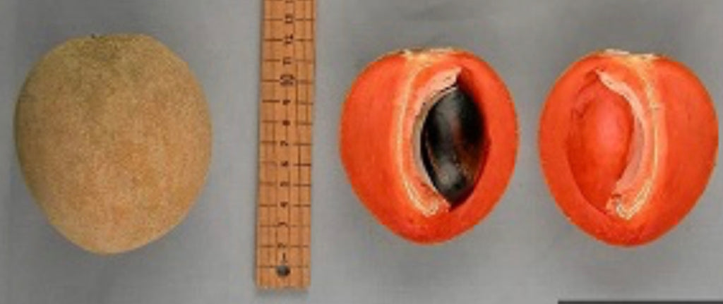 *MAMEY SAPOTE Fruit Cultivars From Our Famous Collection (Yes Availabl ...