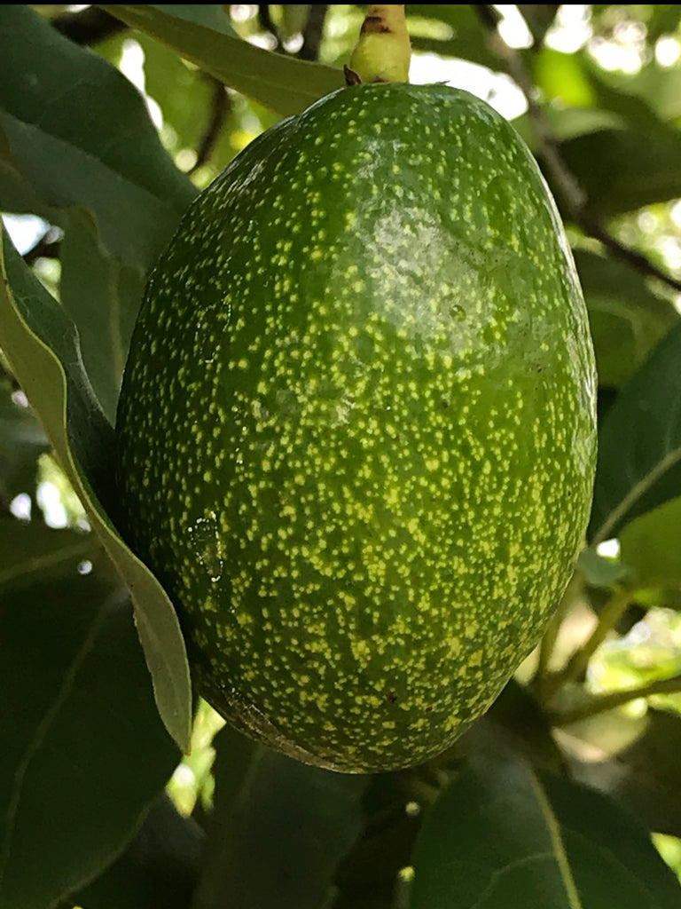 Grafted Avocado Tree 1 gallon (30 varieties!) – Lara Farms Miami