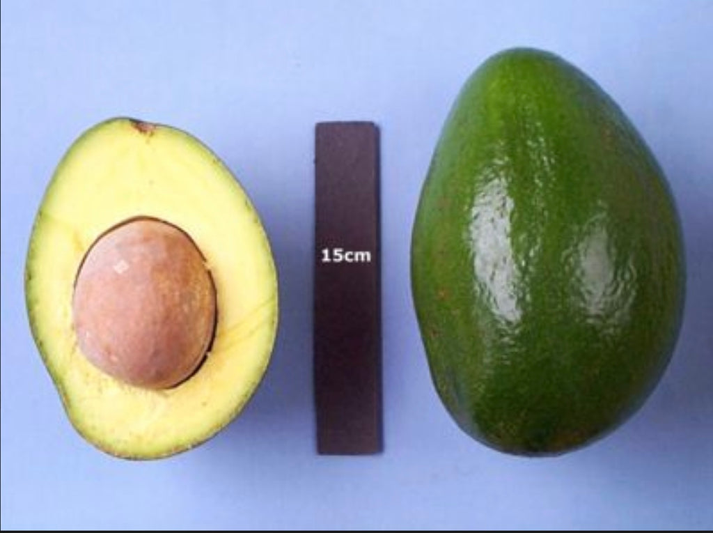 Grafted Avocado Tree 1 gallon (30 varieties!) – Lara Farms Miami