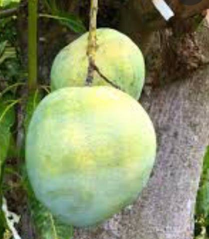 *Grafted MANGO TREE 1 GALLON (70+ VARIETIES WOW!) – Lara Farms Miami