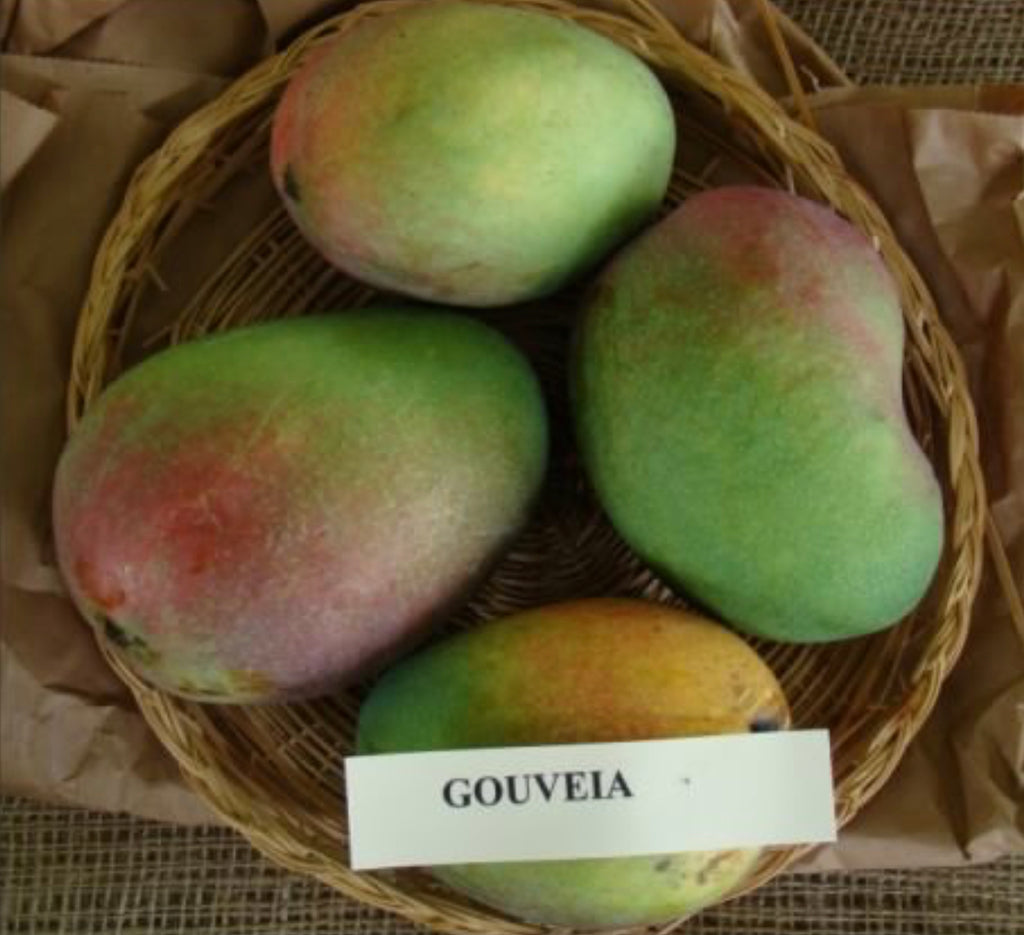 Mango Budwood Cultivars For Home Grafting – Lara Farms Miami