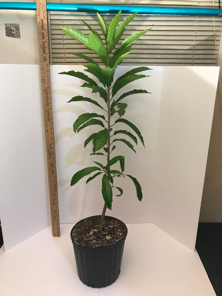 Grafted Canistel Tree aka Egg Fruit 3 Gallon pot (5 varieties) – Lara ...