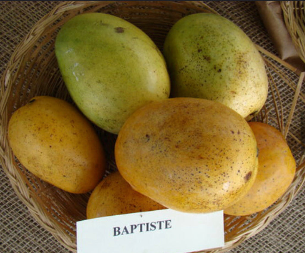 *Grafted Mango Tree 3 Gallons – Lara Farms Miami