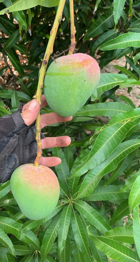Mango Budwood Cultivars For Home Grafting – Lara Farms Miami