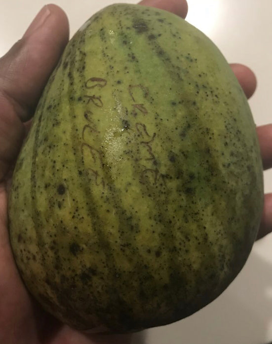 *Grafted MANGO TREE 1 GALLON (70+ VARIETIES WOW!) – Lara Farms Miami