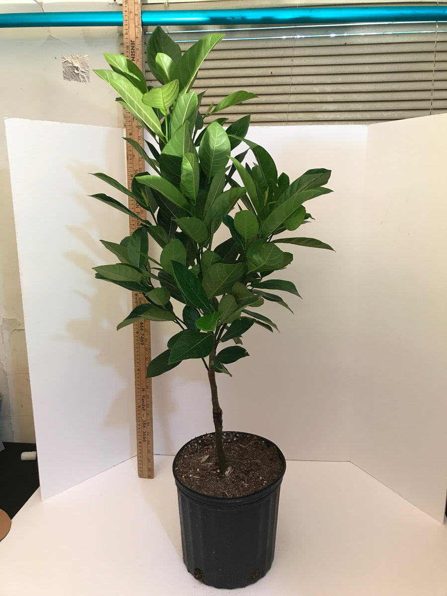 Grafted Jakfruit Tree aka Jaca 3 Gallon Pot (11 varieties) – Lara Farms ...