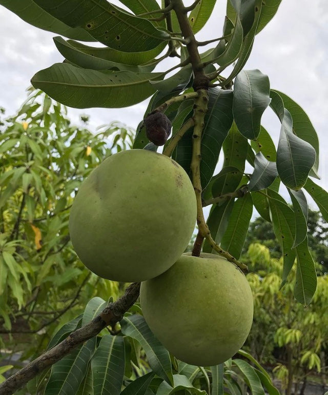 *Grafted MANGO TREE 1 GALLON (70+ VARIETIES WOW!) – Lara Farms Miami