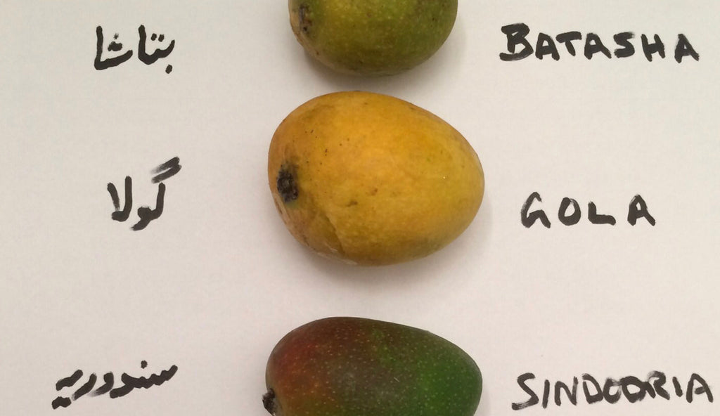 Mango Budwood Cultivars For Home Grafting – Lara Farms Miami