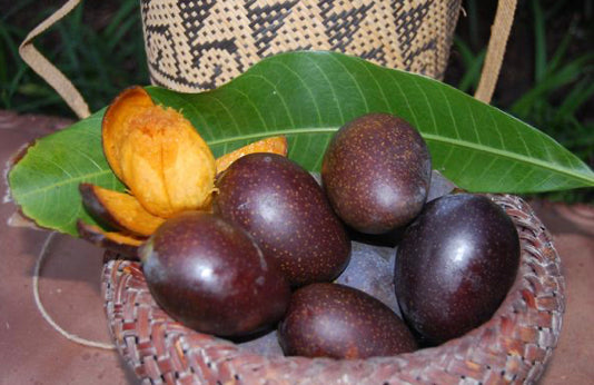 *Grafted MANGO TREE 1 GALLON (70+ VARIETIES WOW!) – Lara Farms Miami