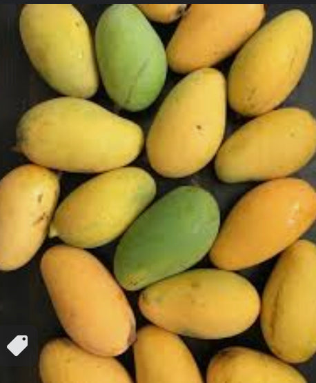 *Grafted Mango Tree 3 Gallons – Lara Farms Miami