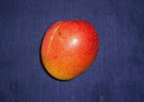 *Grafted Mango Tree 3 Gallons – Lara Farms Miami