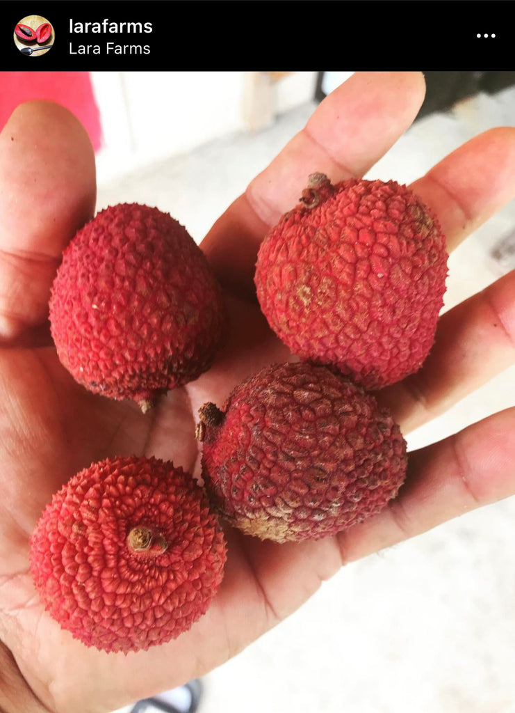 Lychee Airlayer Tree 1 gallon – Lara Farms Miami