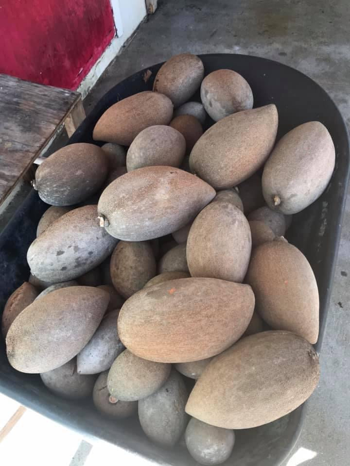 *MAMEY SAPOTE Fruit Cultivars From Our Famous Collection (Yes Availabl ...