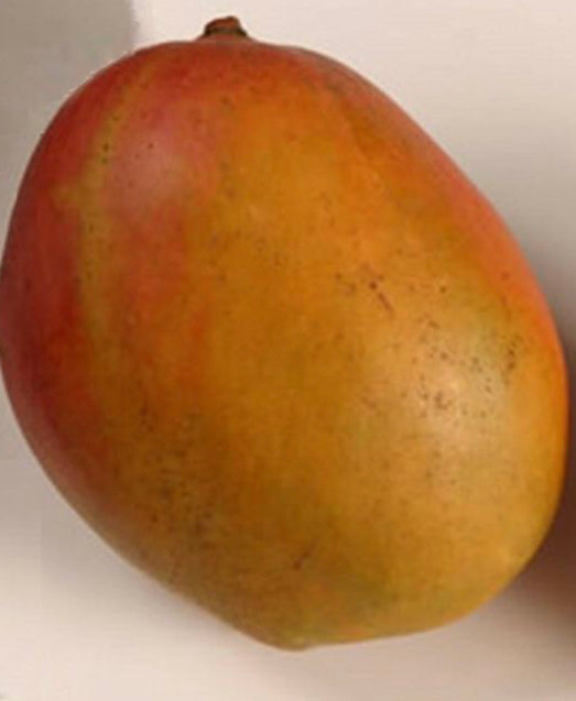 *Grafted MANGO TREE 1 GALLON (70+ VARIETIES WOW!) – Lara Farms Miami