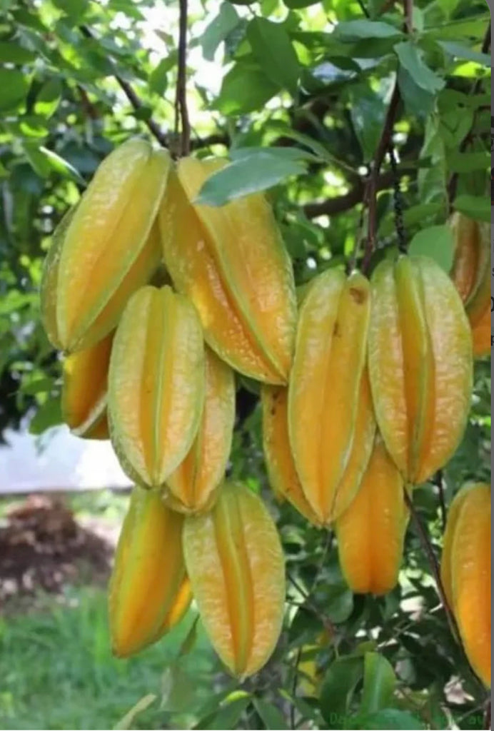 Grafted Star Fruit aka Carambola 1 Gallon (5 varieties) – Lara Farms Miami